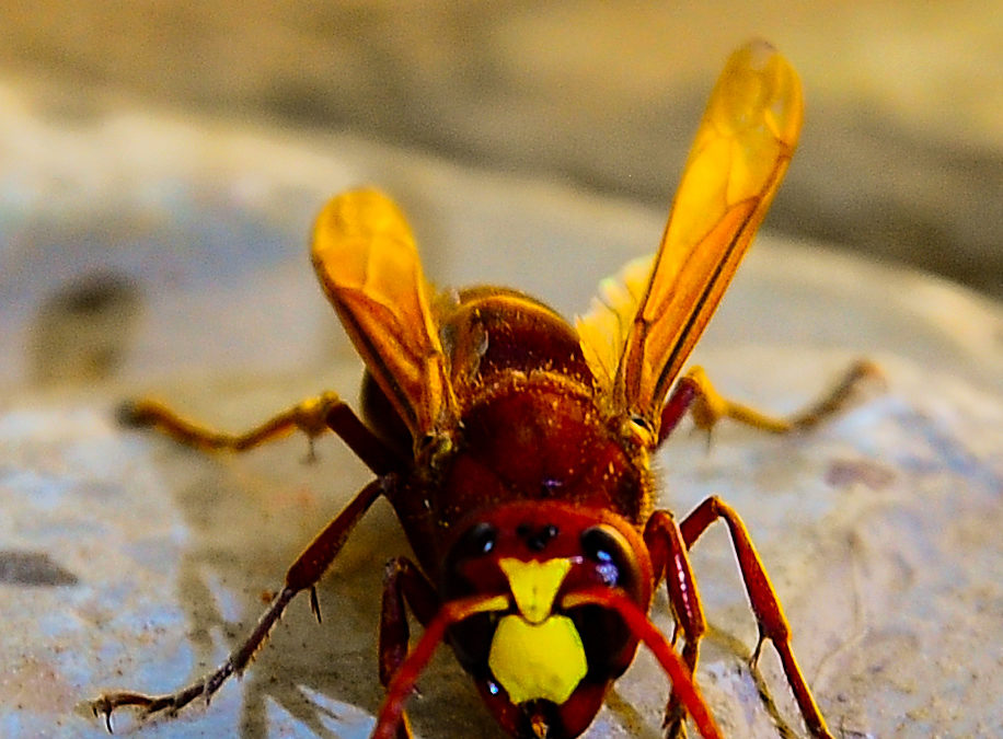 How Dangerous Is the Australian Hornet Wasp