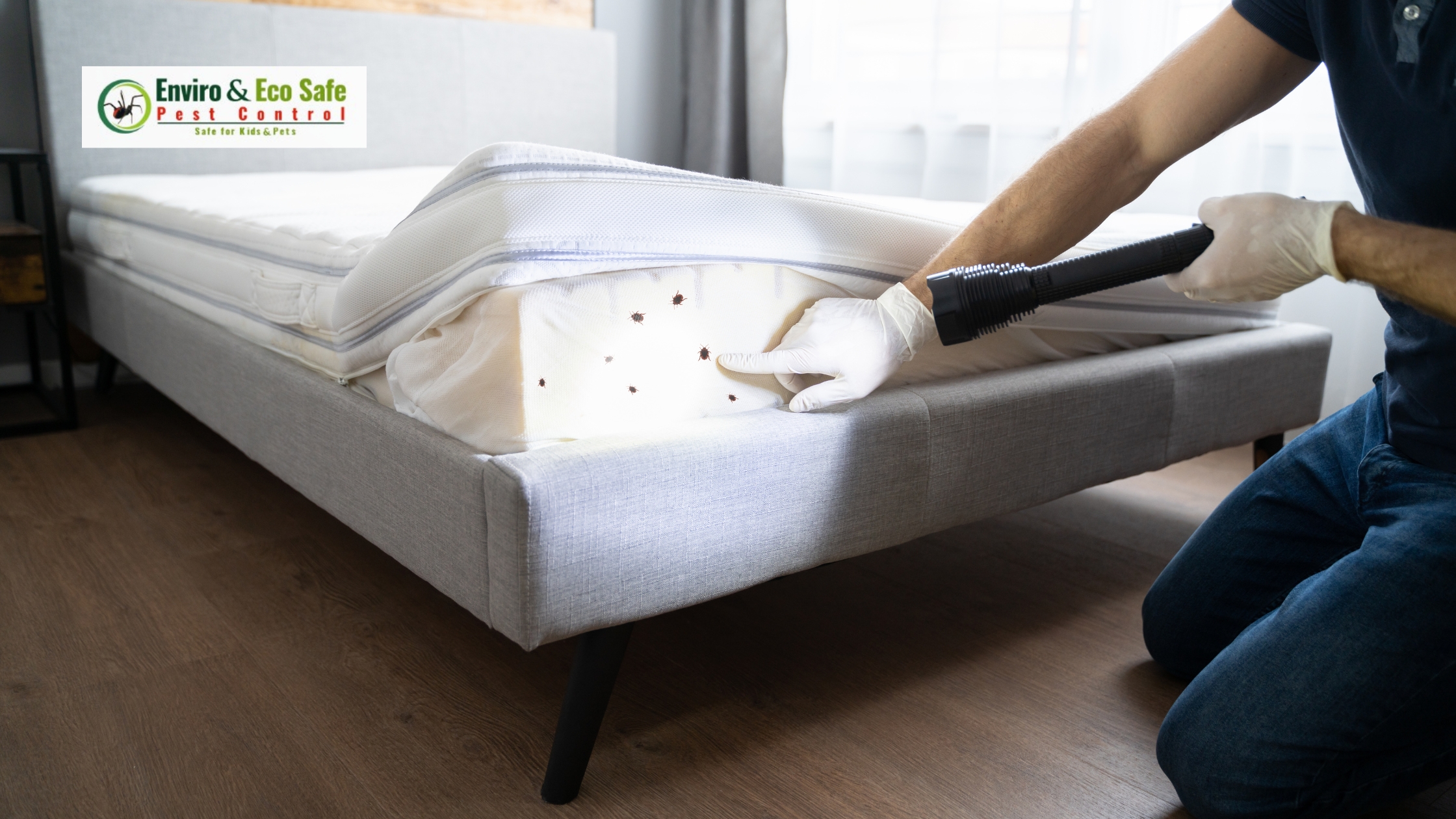 Complete Guide to Bed Bug Pest Control Perth Residents Can Rely On