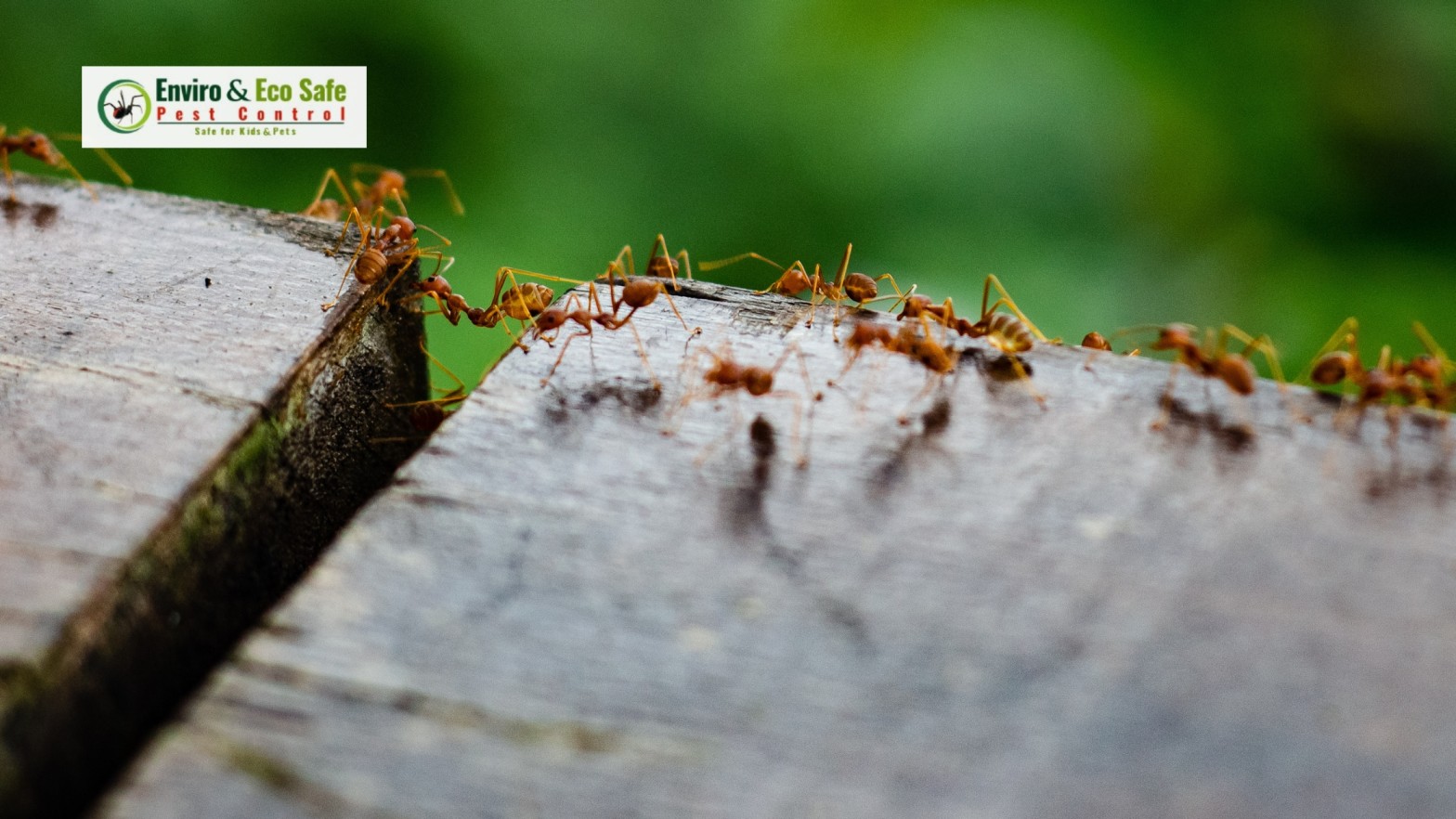 Ant Infestations in Perth? Here’s What You Can Do Now